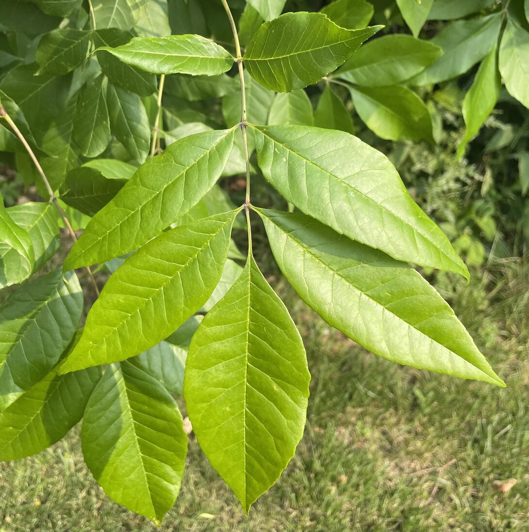 Green Ash | CMP Tree Selection Tool